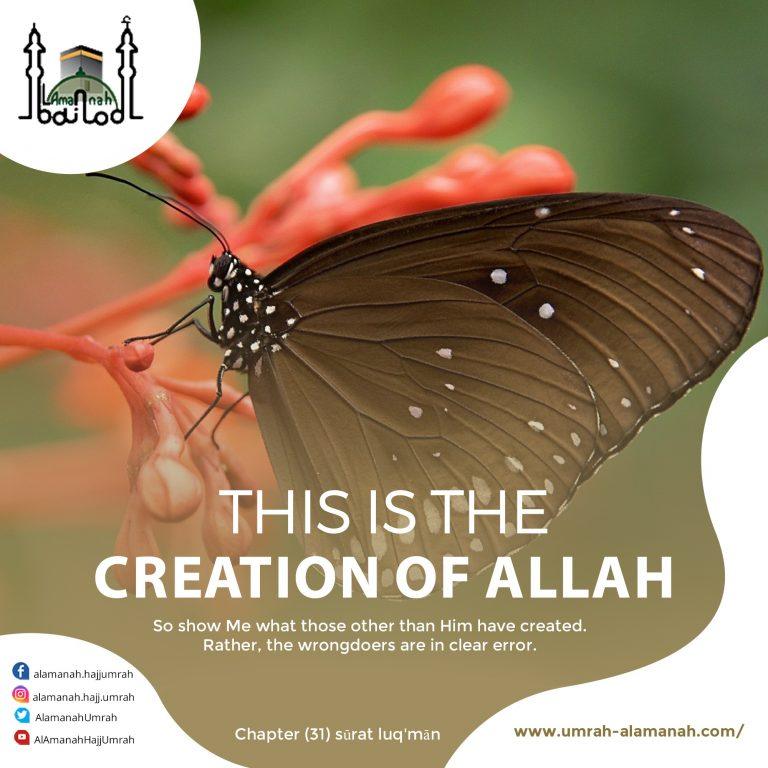 Creation of Allah - Umrah Al-Amanah
